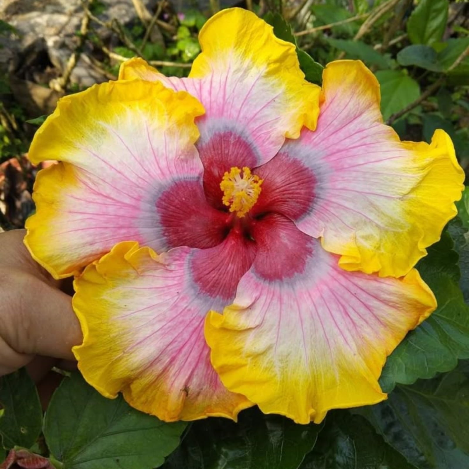 Giant Hibiscus-Bulbs For Planting-for Gardening and Planting-garden ...