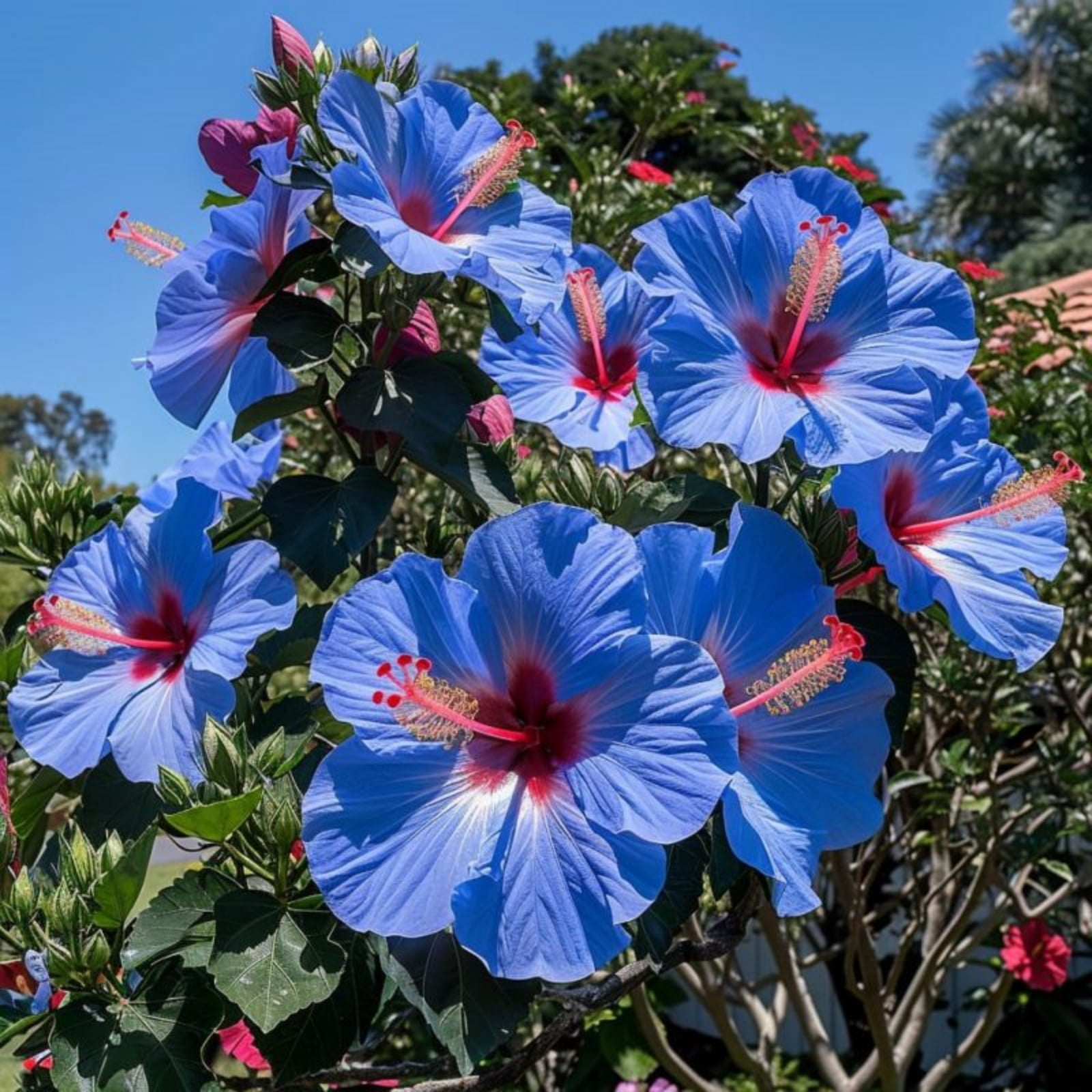 Giant Hibiscus For Planting Ideal for Gardening Deer Resistant ...