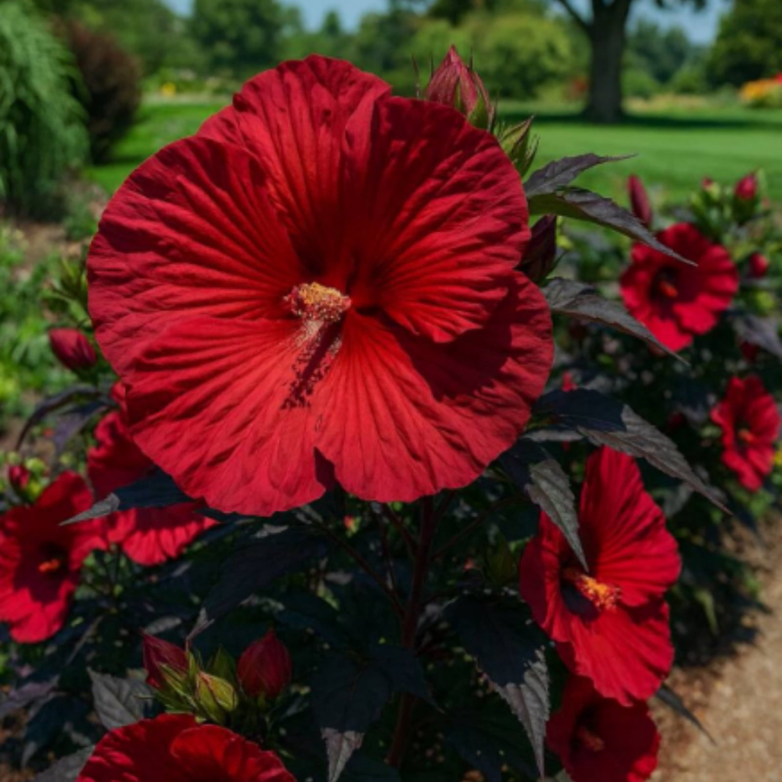 Giant Hibiscus For Planting Ideal for Gardening Deer Resistant ...