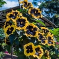 Giant Hibiscus For Planting Ideal for Gardening Deer Resistant ...