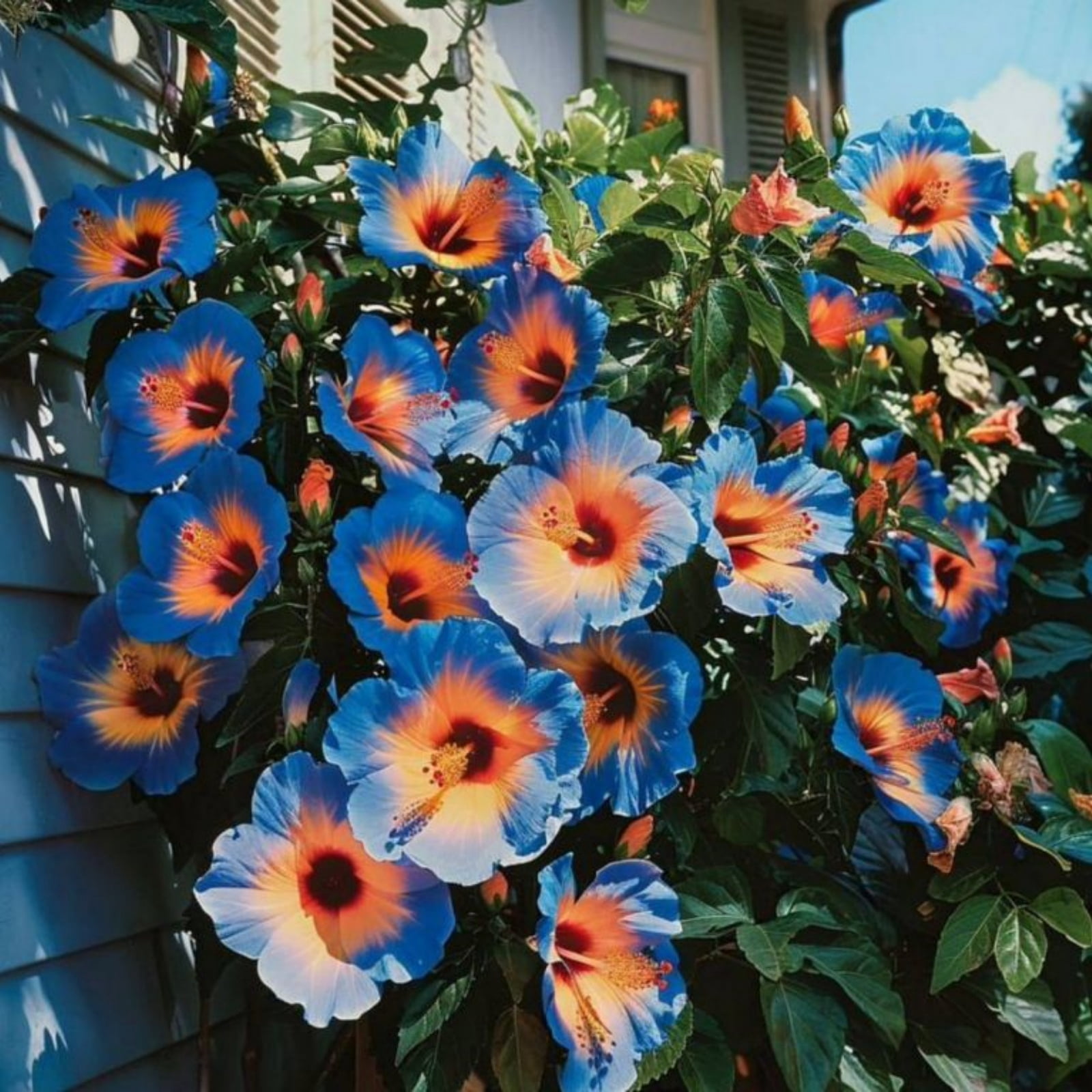 Giant Hibiscus For Planting Ideal for Gardening Deer Resistant ...