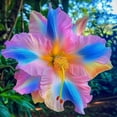 Giant Hibiscus For Planting Ideal for Gardening Deer Resistant ...