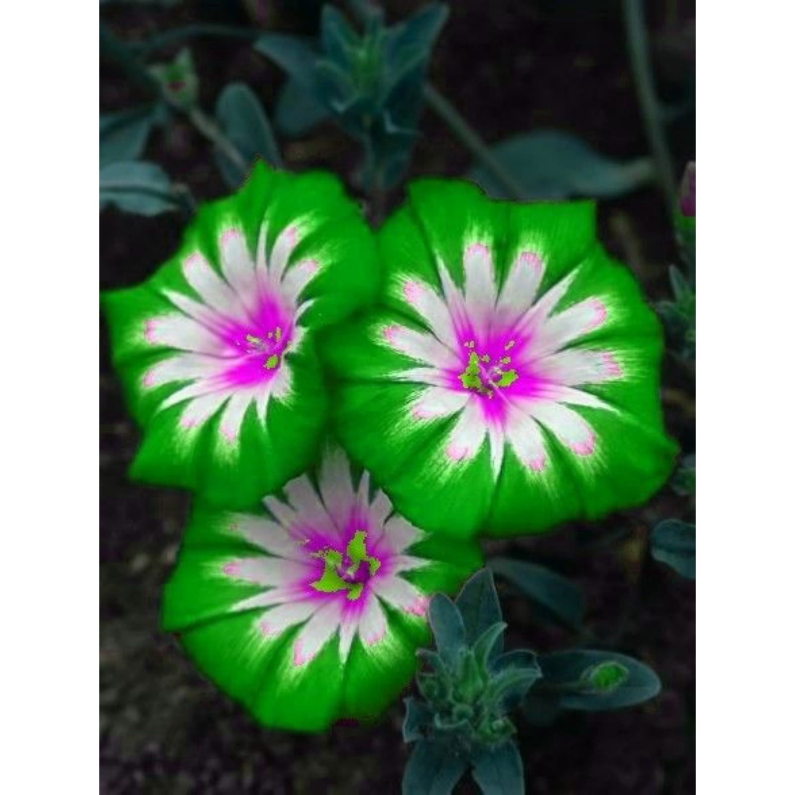 Giant Hibiscus For Planting Ideal for Gardening Deer Resistant ...