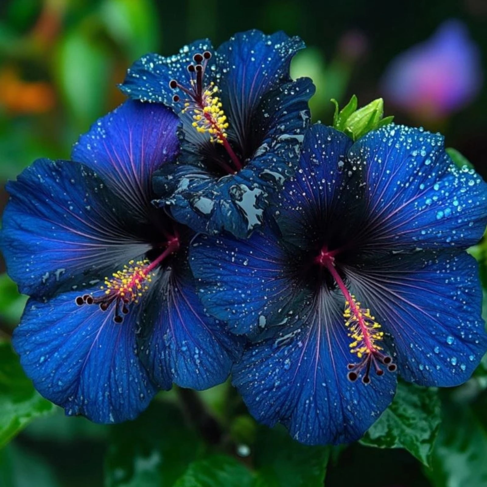 Giant Hibiscus For Planting Ideal for Gardening Deer Resistant ...