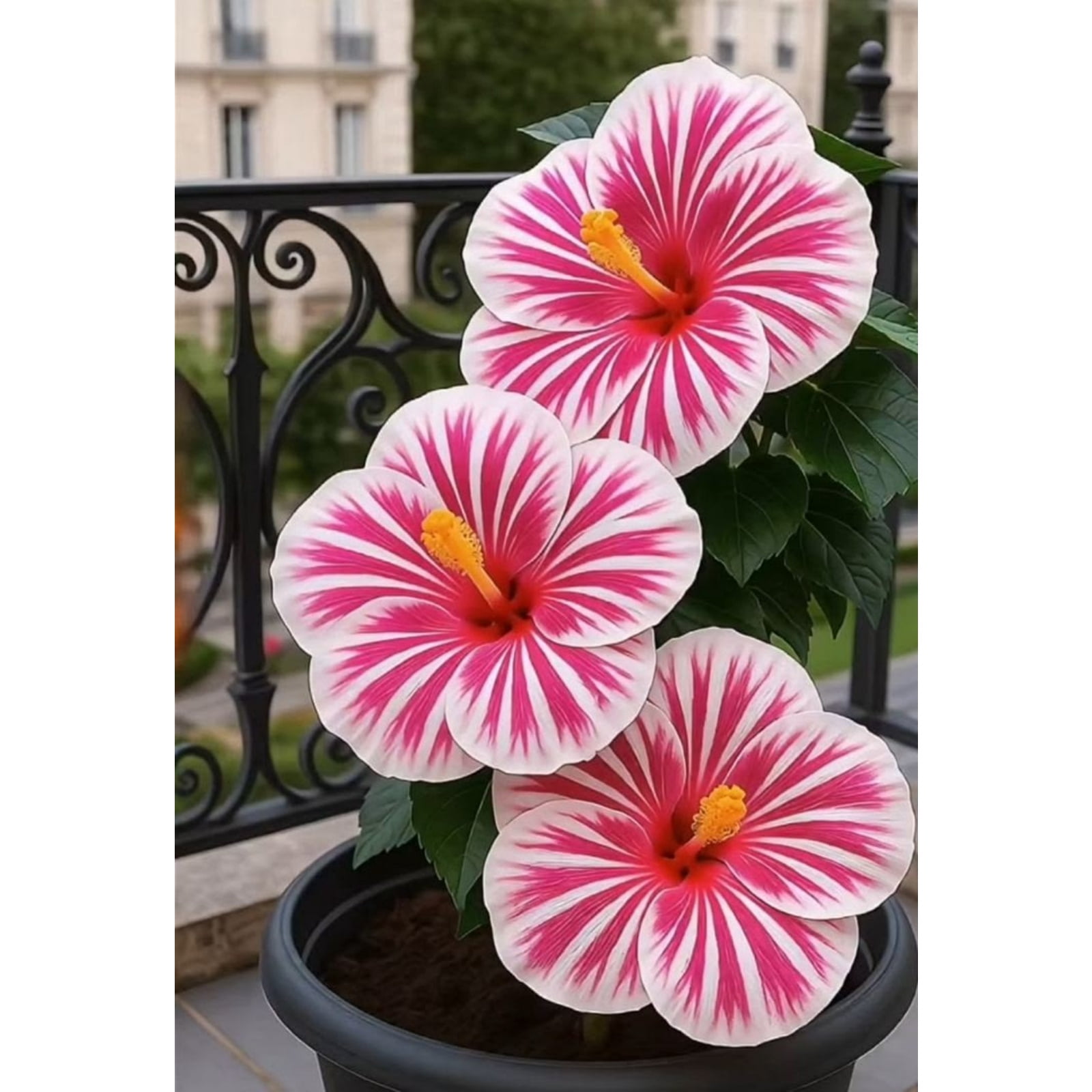 Giant Hibiscus For Planting Ideal for Gardening Deer Resistant ...