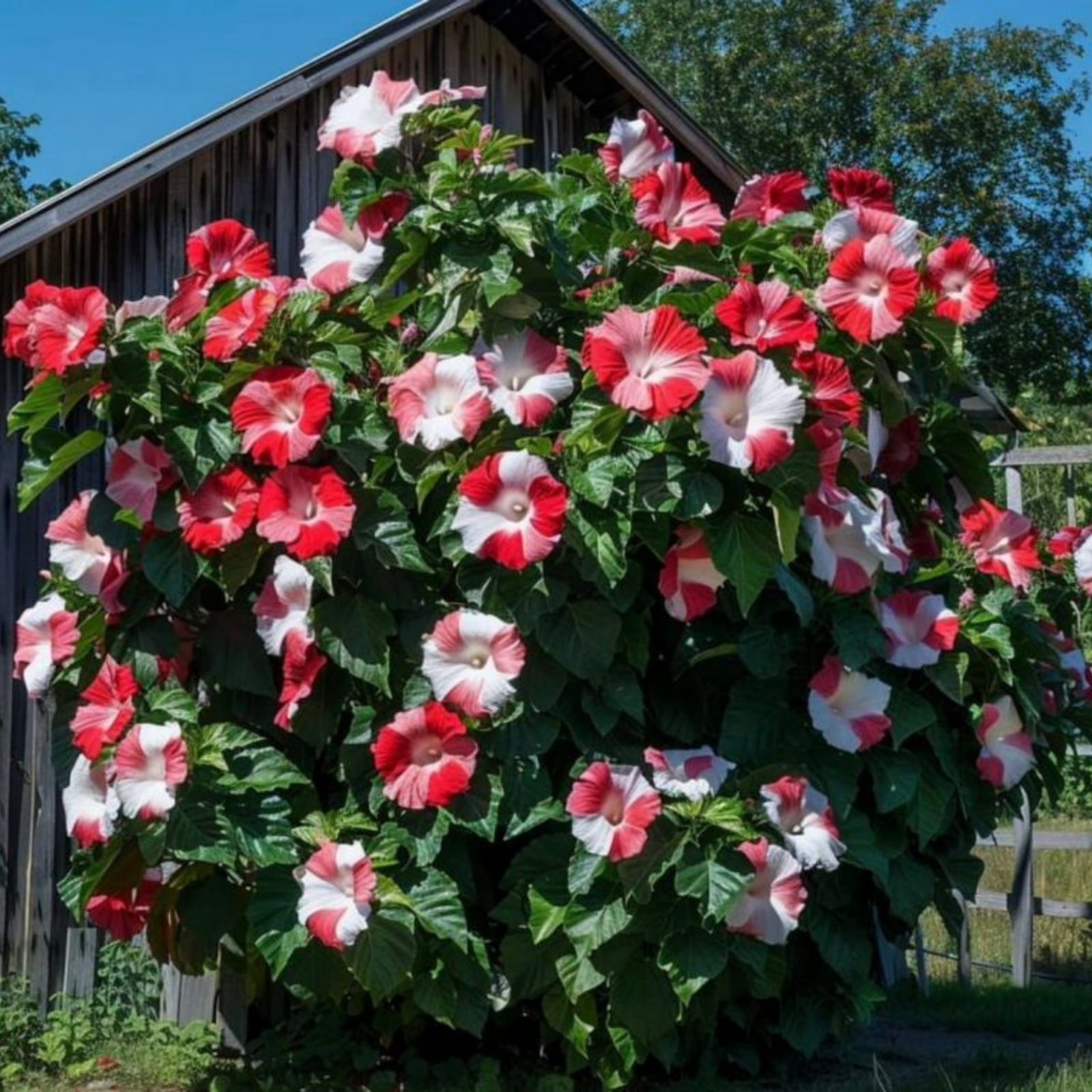 Giant Hibiscus For Planting Ideal for Gardening Deer Resistant ...