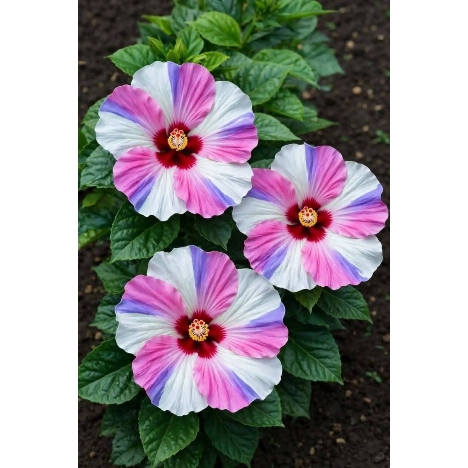 Giant Hibiscus For Planting Ideal for Gardening Deer Resistant ...