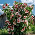 Giant Hibiscus For Planting Ideal for Gardening Deer Resistant ...