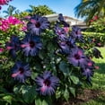Giant Hibiscus For Planting Ideal for Gardening Deer Resistant ...