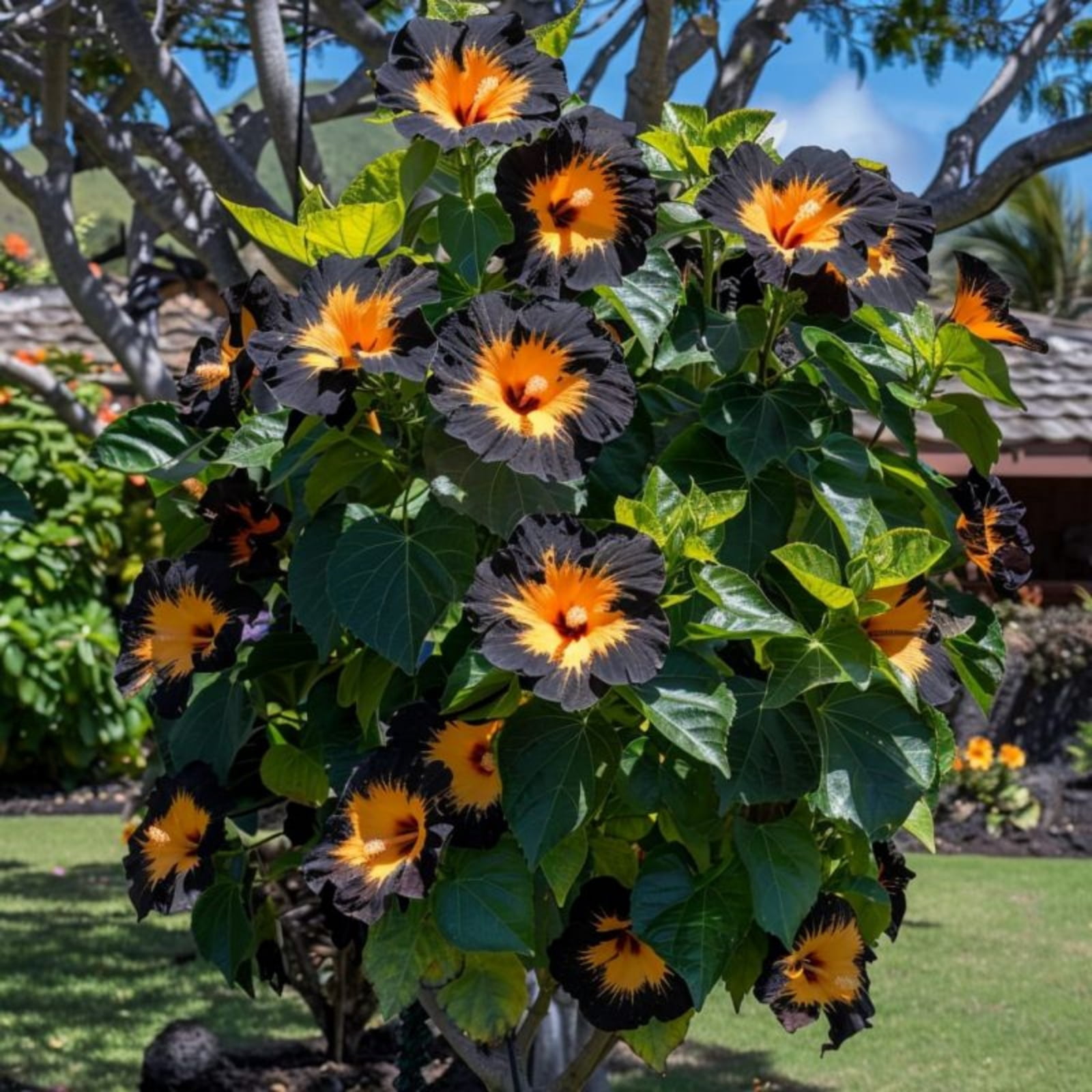 Giant Hibiscus For Planting Ideal for Gardening Deer Resistant ...