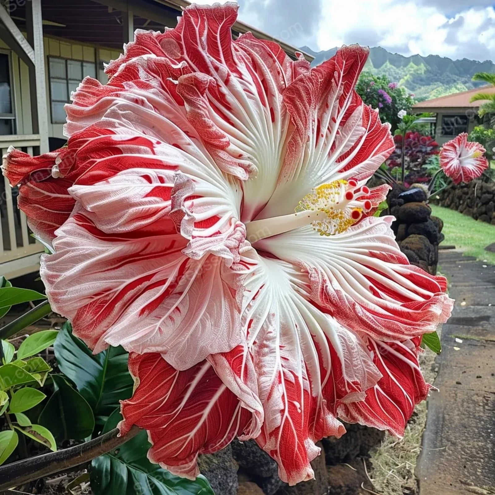 Giant Hibiscus For Planting Ideal for Gardening Easy to Plant Large ...