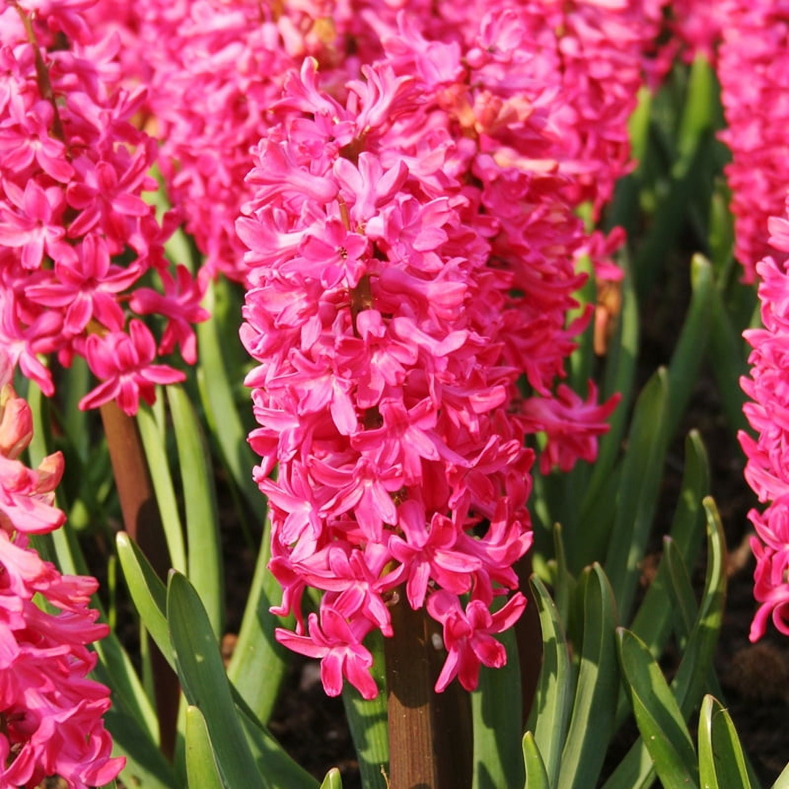 Giant Hyacinth Jan Bos Flower Bulbs Jumbo Pack - 15 Bulbs per Pack ...