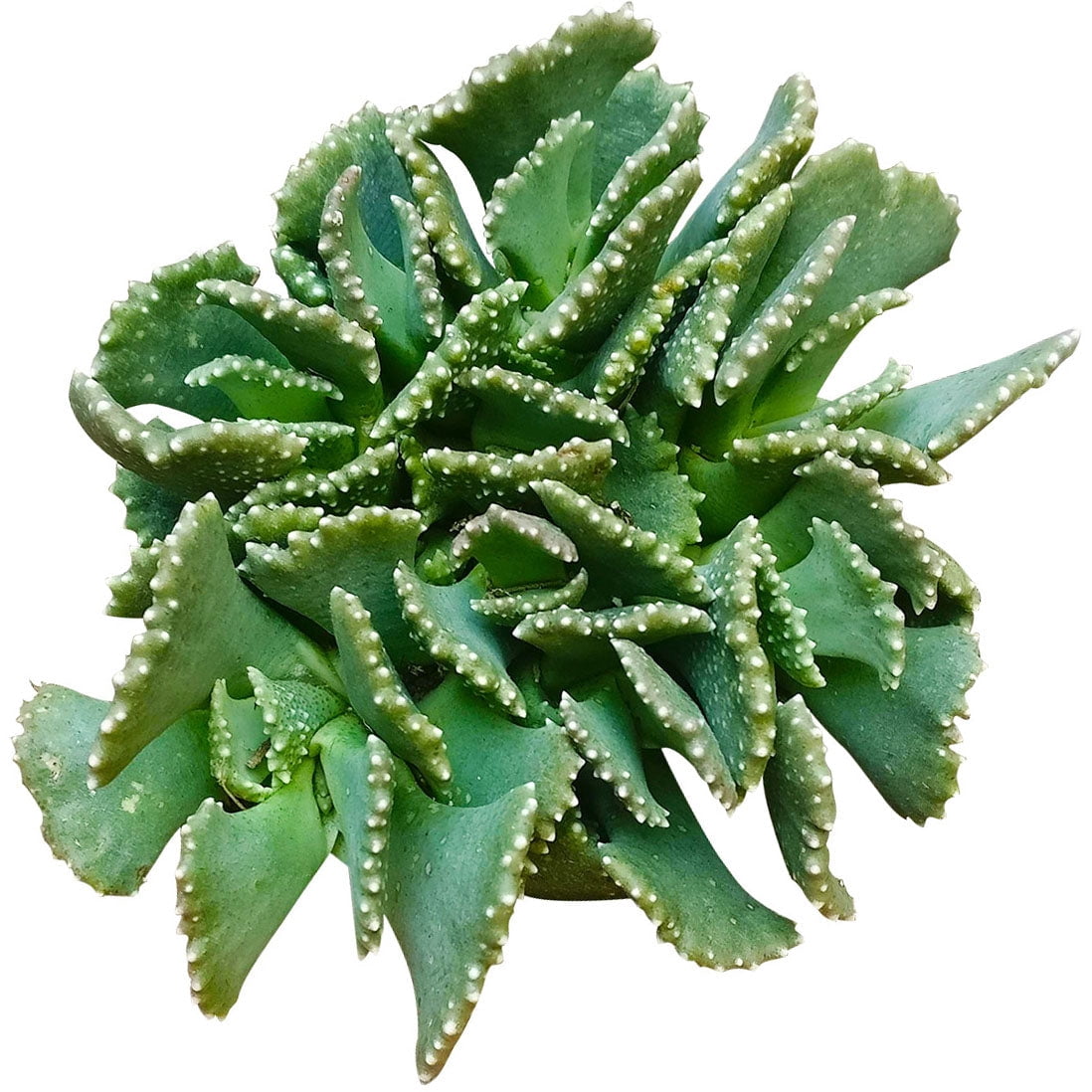 Giant Jewel Plant - (2"+ Clay Pot) - Aloinopsis malherbei - Tiny ...