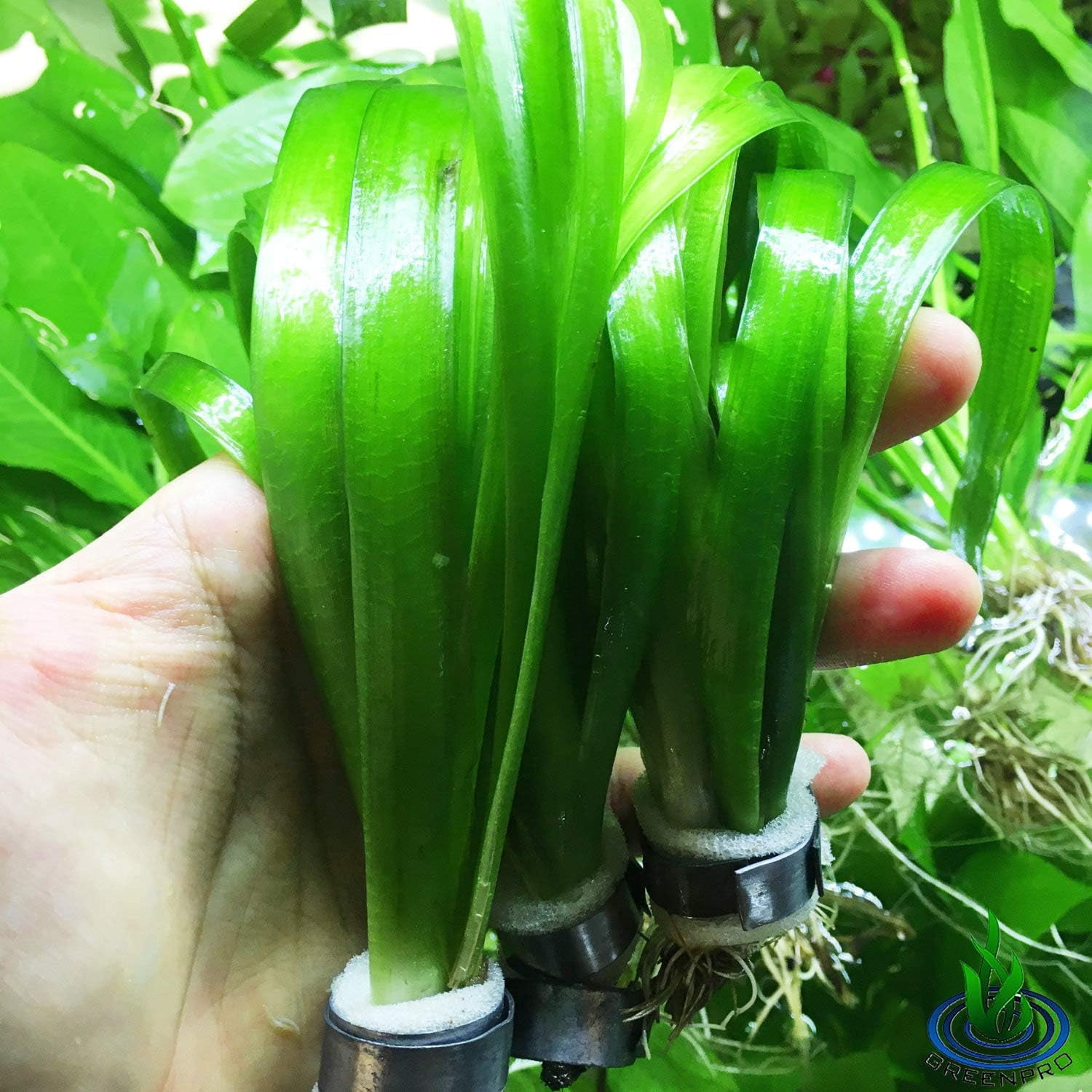 Giant Jungle Val | Tall Vallisneria Gigantea 3-Bunch Freshwater Live ...