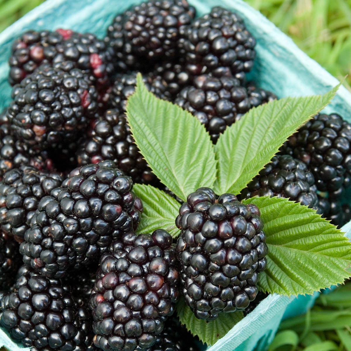 Kiowa Thorny Blackberry