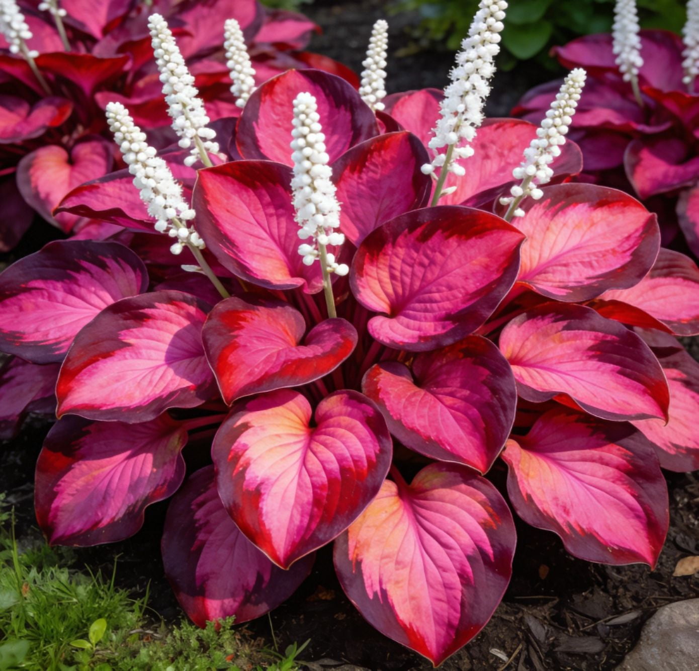 Giant Leaves Hosta-Bulbs For Planting-Premium Garden Stakes Perfect for ...