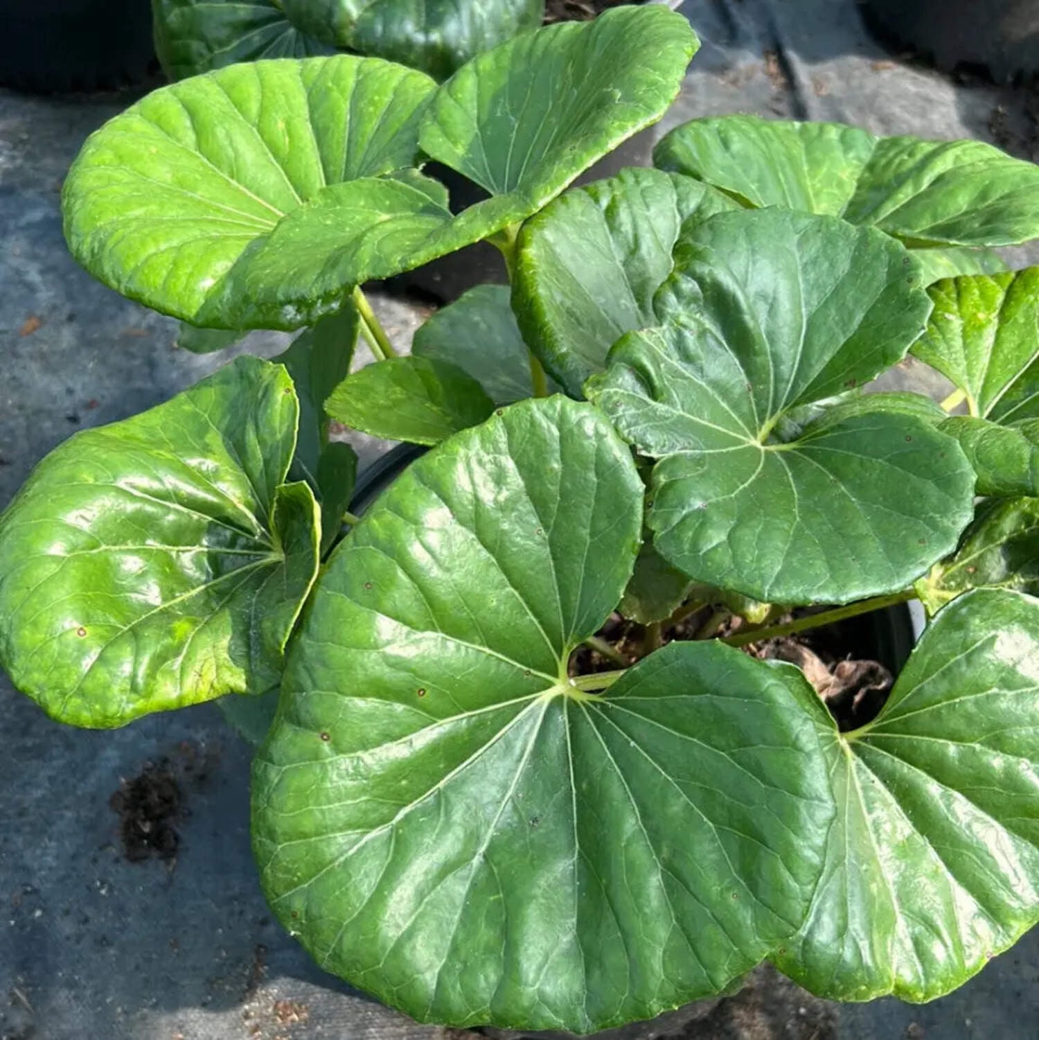 Giant Leopard Plant - Farfugium Japonicum 'Giganteum' - Walmart.com