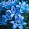 Giant Lily For Planting Ideal for Gardening Deer Resistant Variegated ...