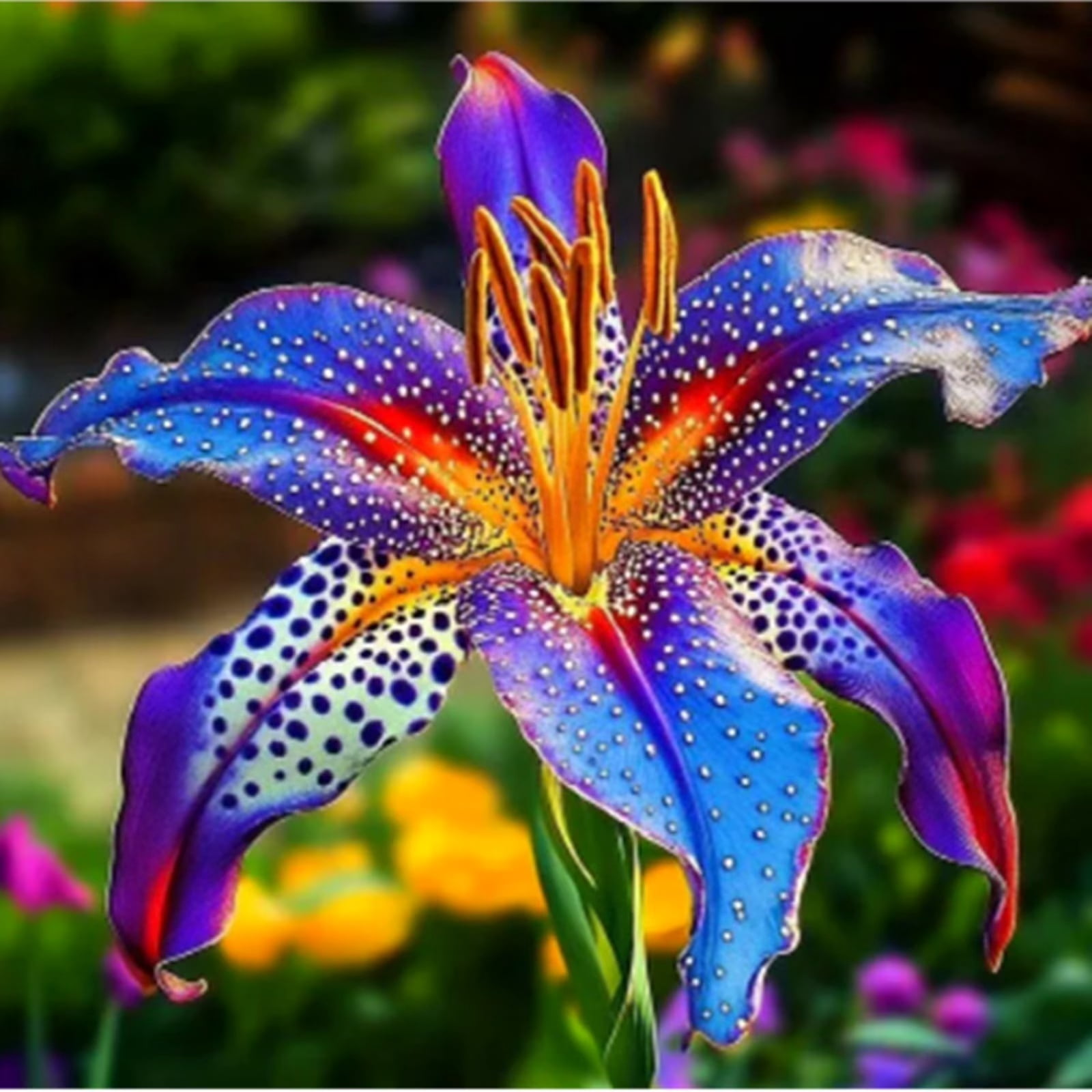 Giant Lily For Planting Ideal for Gardening Deer Resistant Variegated ...