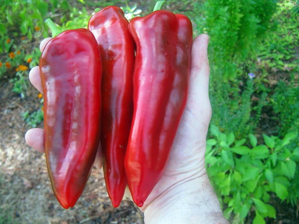 Giant Marconi Sweet Red Pepper Plant - 4" Pot - Italian - Herb - Live ...