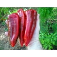 Giant Marconi Sweet Red Pepper Plant - 4" Pot - Italian - Herb - Live ...