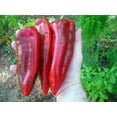Giant Marconi Pepper Plant - Italian - Sweet Red - 2.5" Pot - Walmart.com