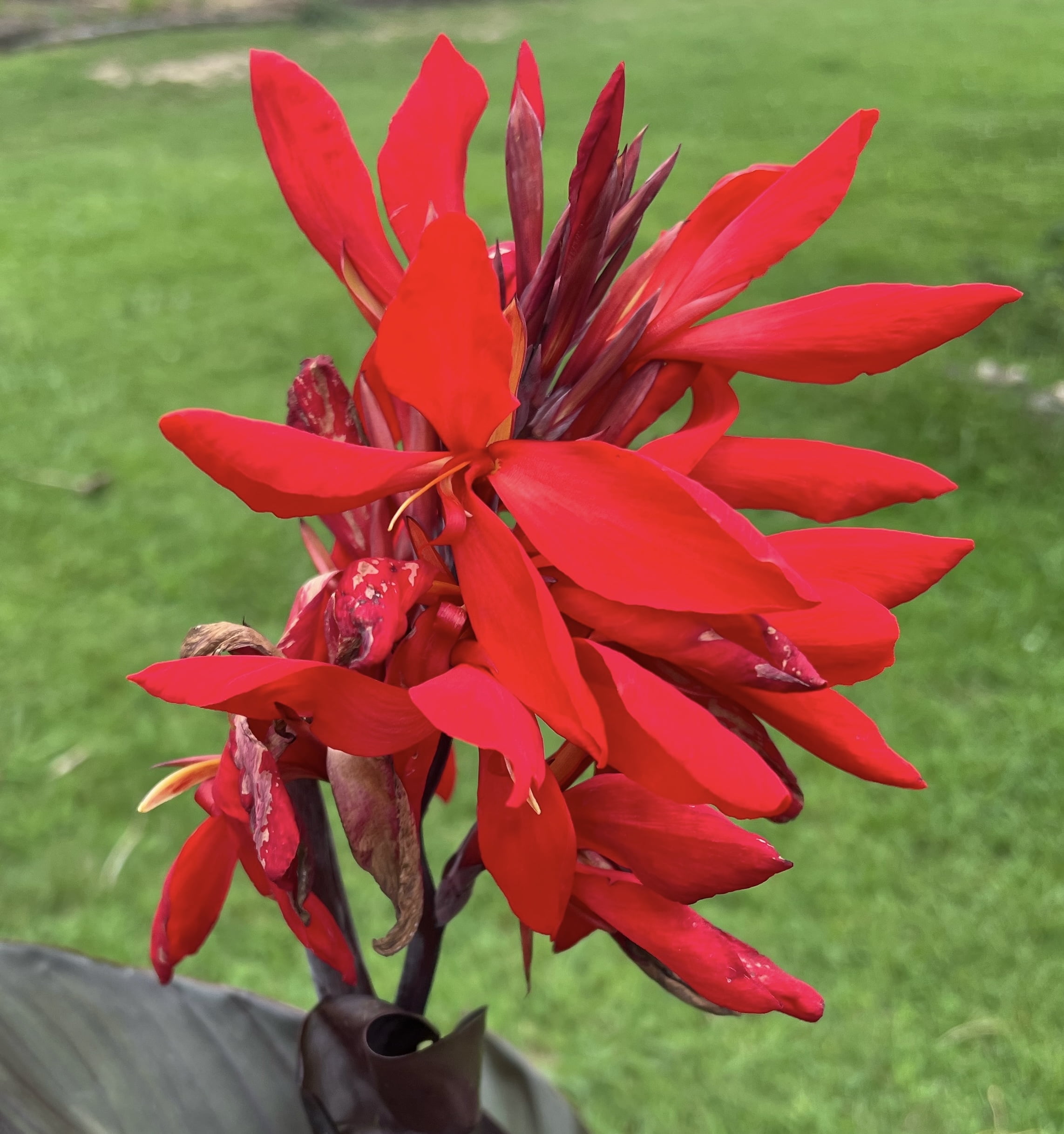 Giant Maroon Canna Lily Seed 5 Count Pack - Walmart.com