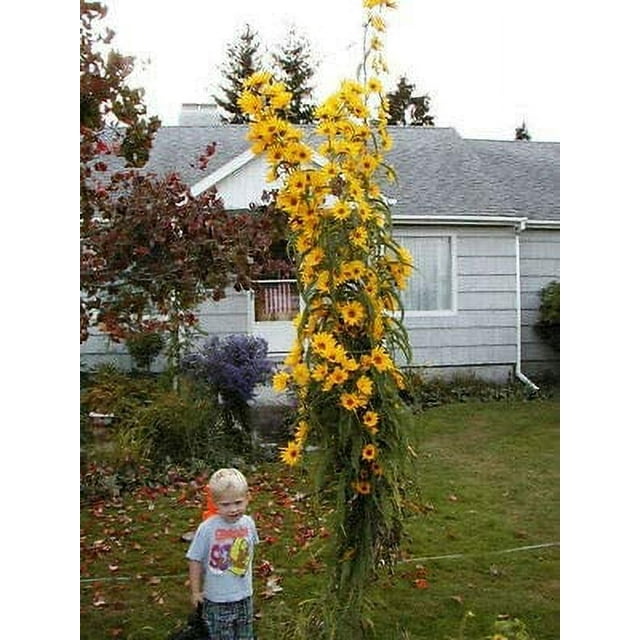 Giant Maximillian Sunflower Seeds - Perennial Sunflower - 200+ Seeds ...