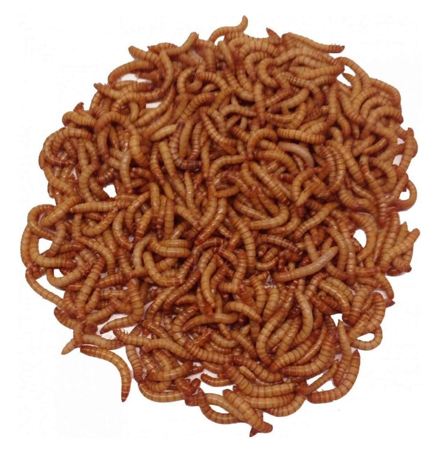 Giant Mealworms - Jumbo Mealworms for Feeding Reptiles, Chickens, Fish ...