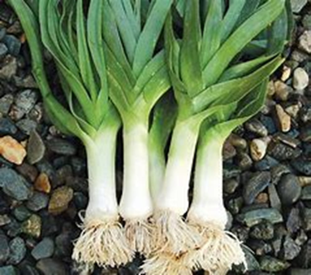 Giant Musselburgh Leek Seeds 200ct- Hardy Winter Leek with Huge Stalks ...
