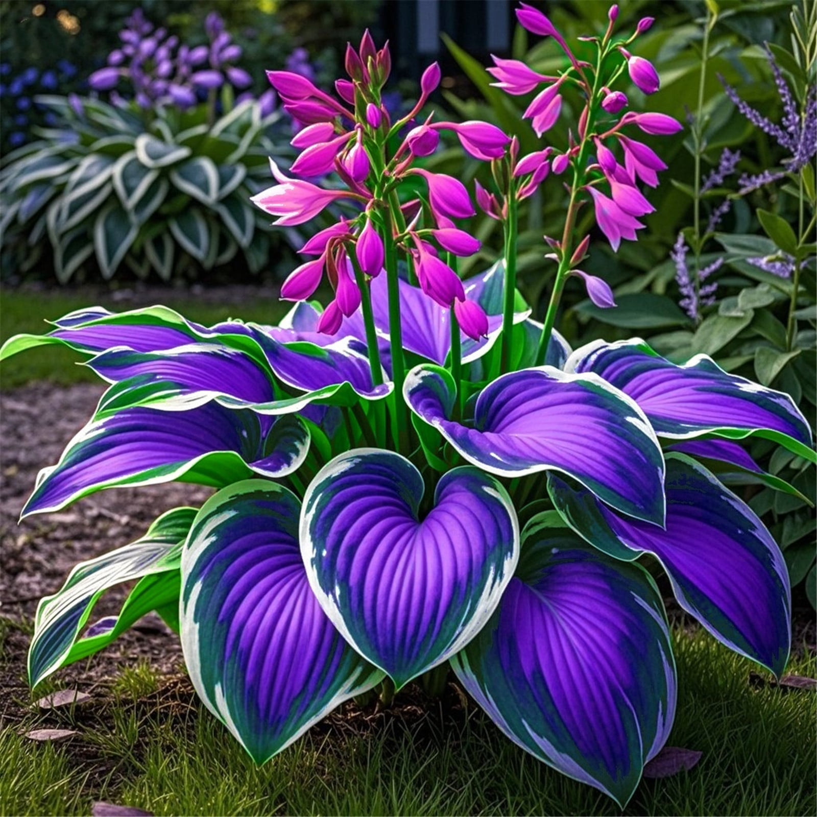 Giant Mutation Ornament-(selected bulbs[rhizomes])-Bright colors-[Hosta ...