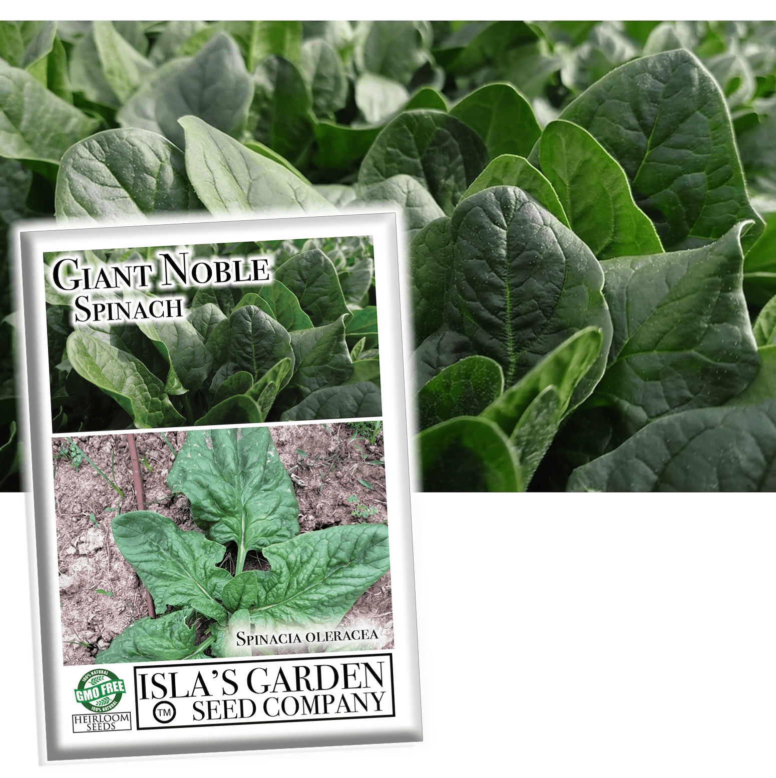 Giant Noble Spinach Seeds - 100+ Non-GMO Heirloom Seeds, Spinacia ...