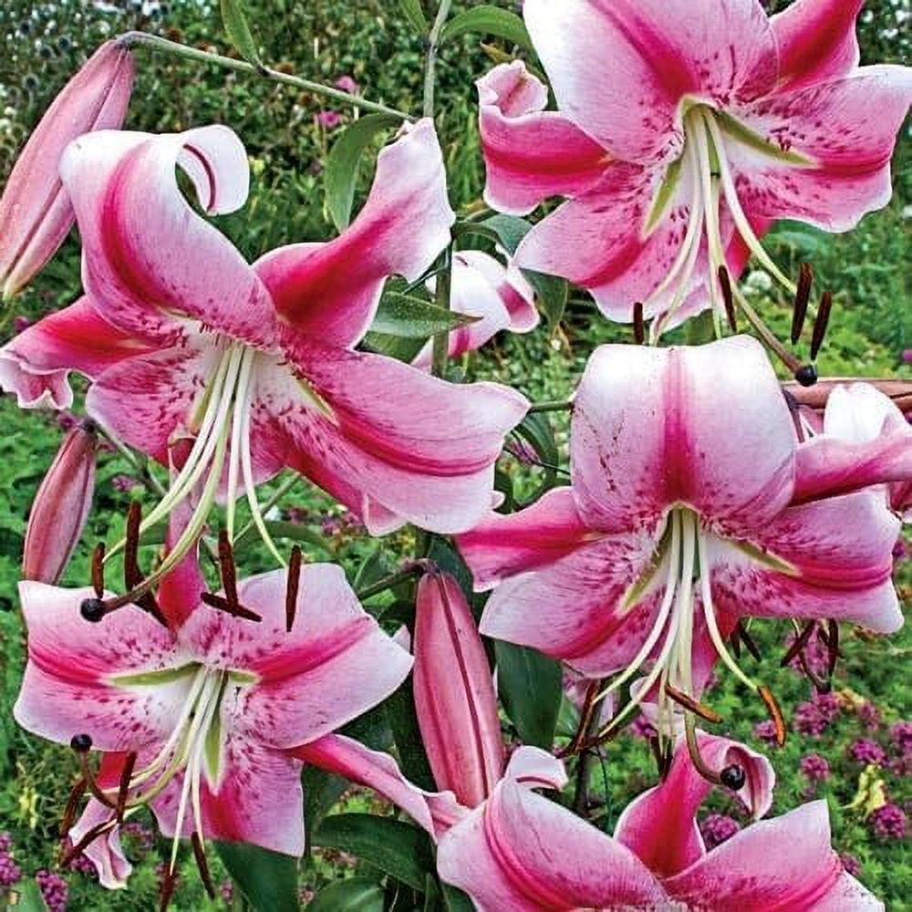 Giant Orienpet Lily Anastasia Bulbs for Planting (1 Bulb) - Walmart.com