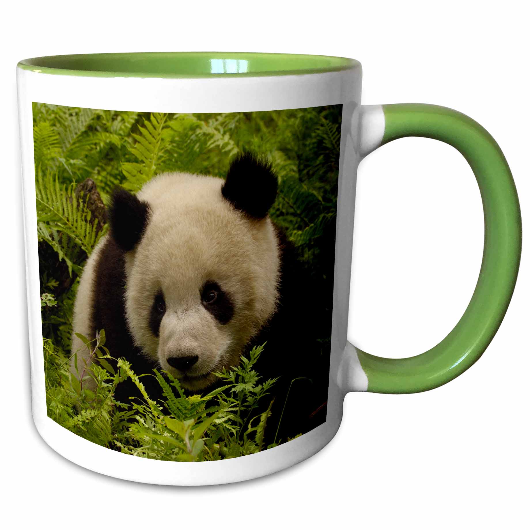 3drose, Giant Panda Bears, Wolong China Conservation, China-as07 ...