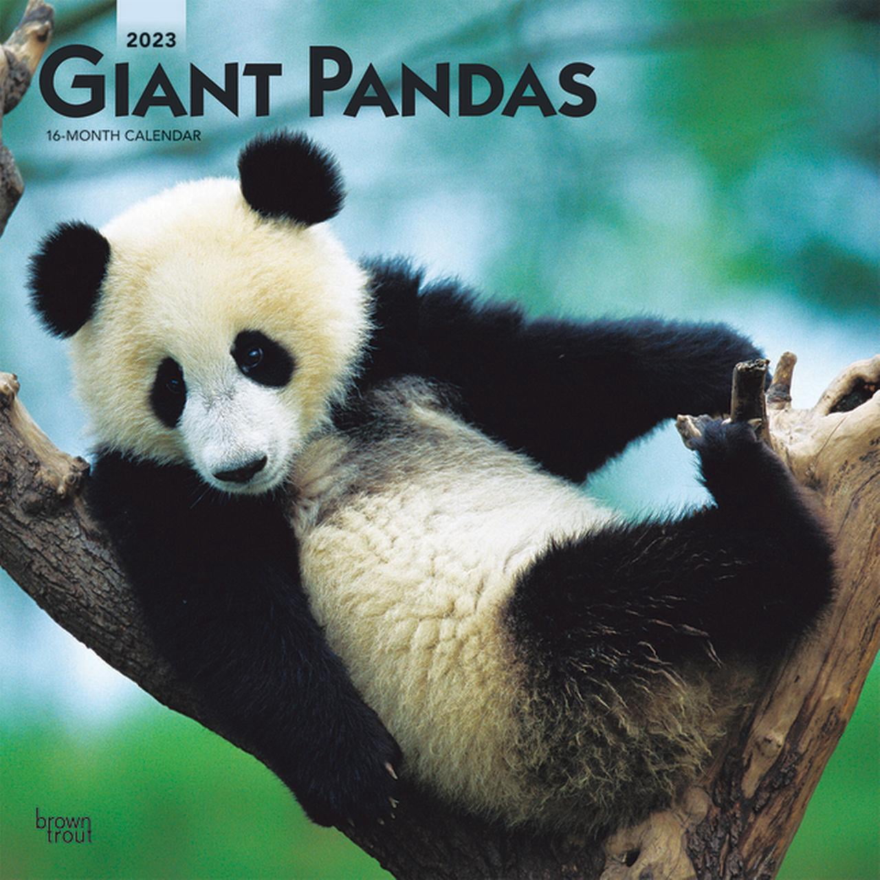 Giant Pandas 2023 Square (Other) - Walmart.com