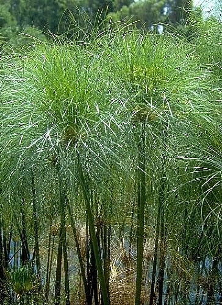 Giant Papyrus - Cyperus - 25 Seeds - Walmart.com