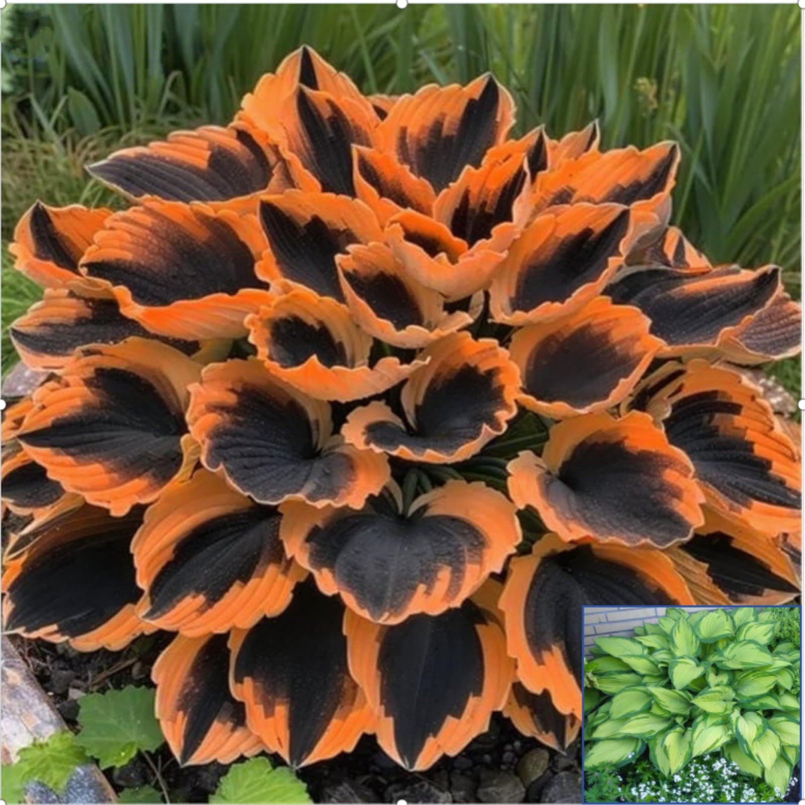 Giant Plant-Hosta (Bulbs)-Garden Ornament Pet Friendly - Walmart.com