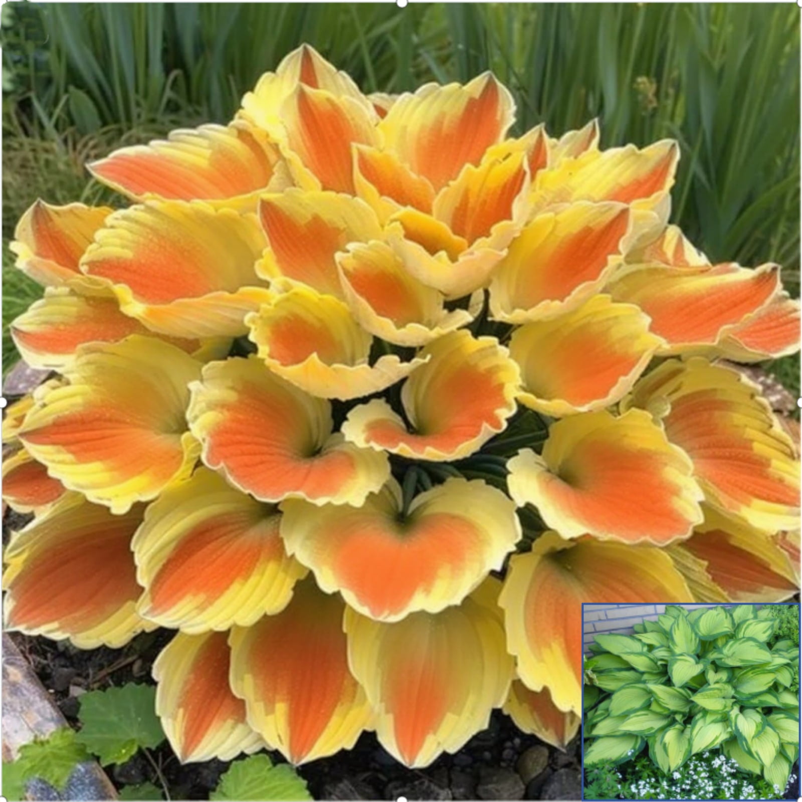 Giant Plant-Hosta (Bulbs)-Garden Ornament Rabbit Resistant - Walmart.com