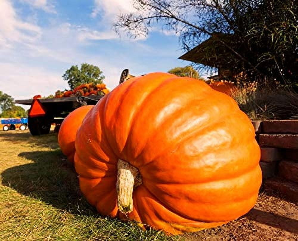 Giant Pumpkin Titan 10 Seeds for ZLK1 Planting Large Oversized Squash ...