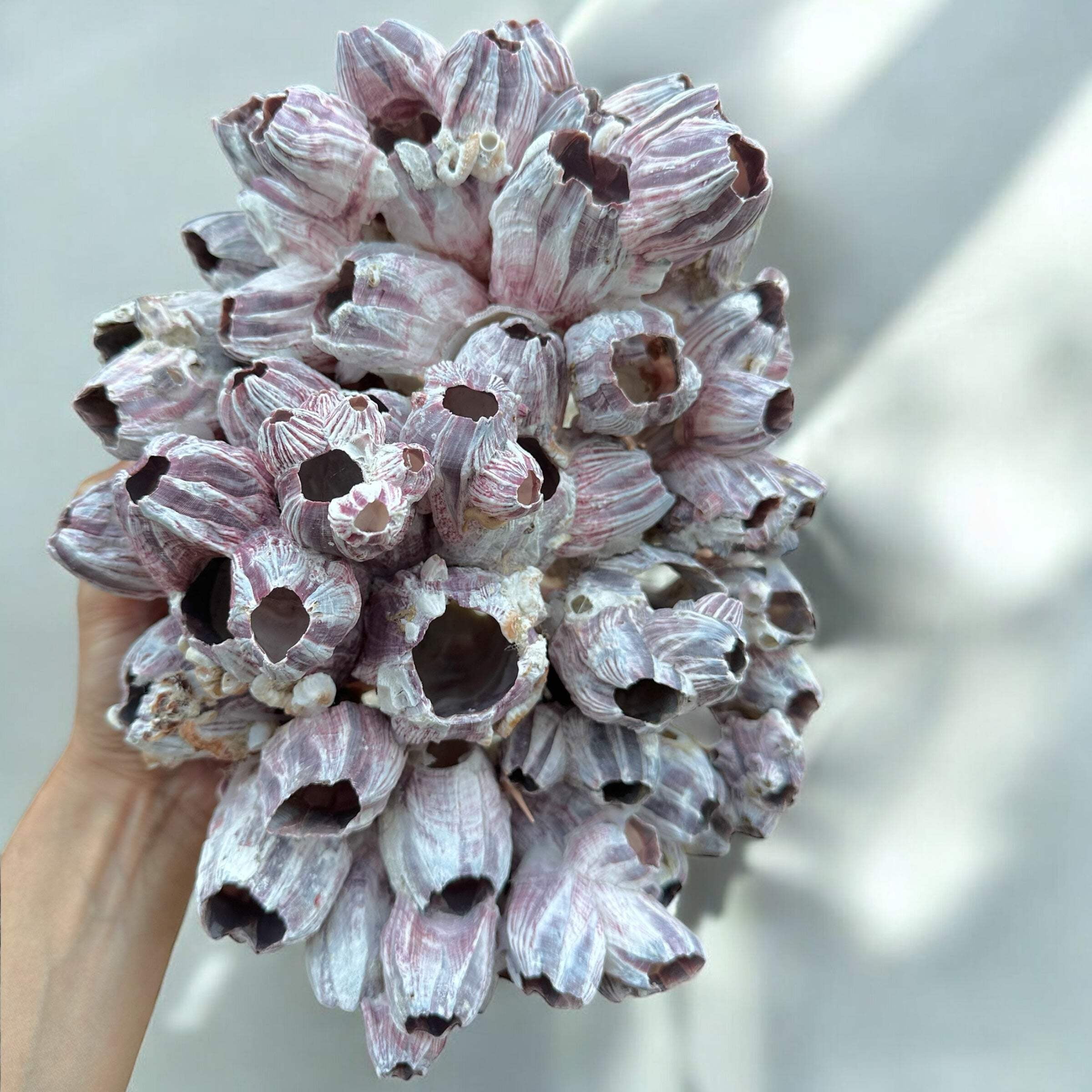 Giant Purple Cluster Rock Rare Natural Vintage Decorative Ocean Reef ...