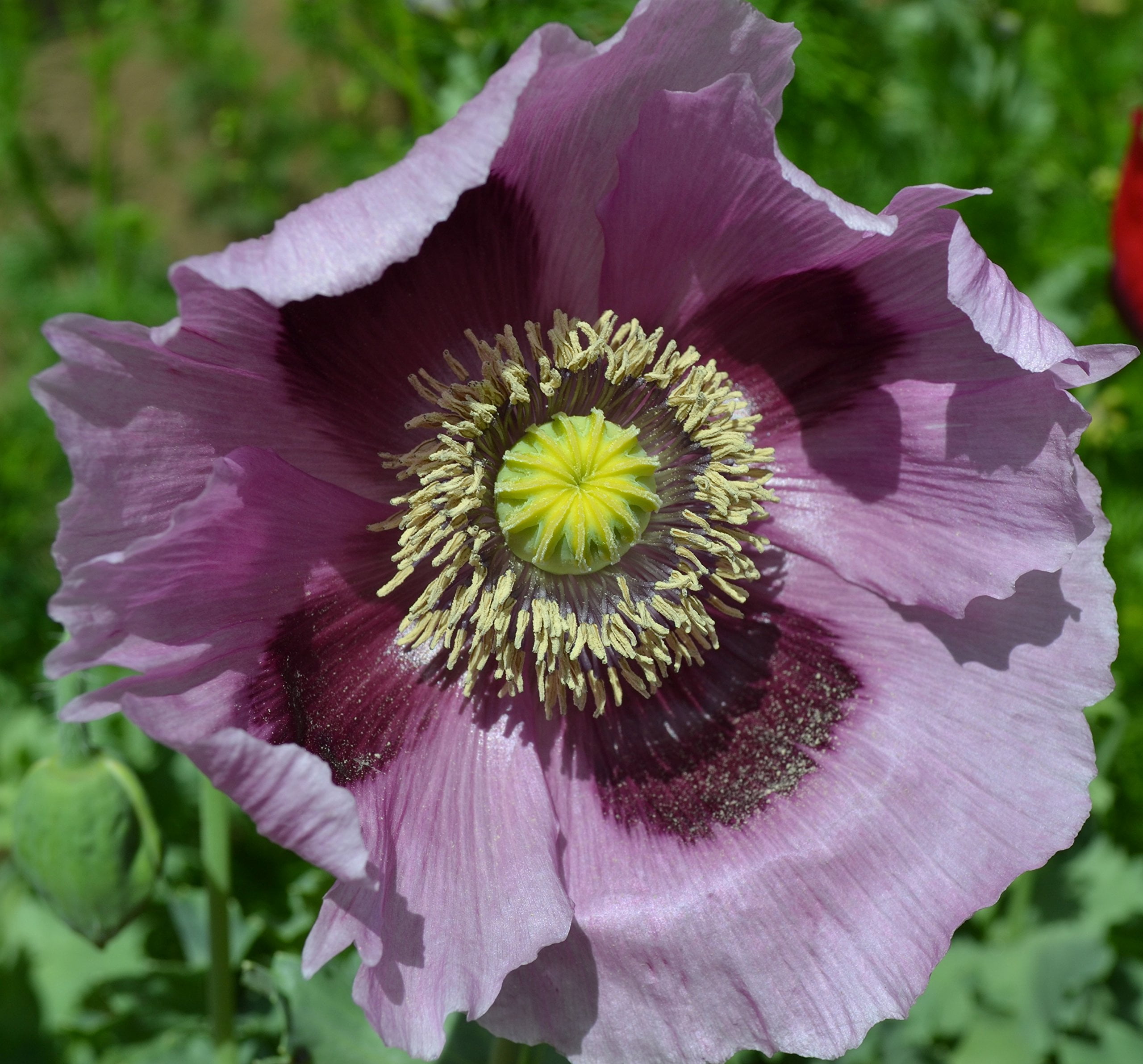 Giant Purple Poppy Papaver Somniferum Premium Seed Packet C21 - Walmart.com