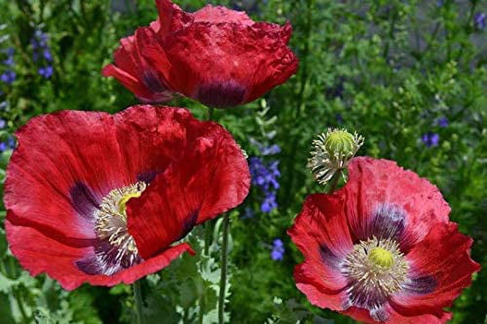 Sherwood's Seeds 100 Red Poppy Plant Seeds, A honeybee favorite ...