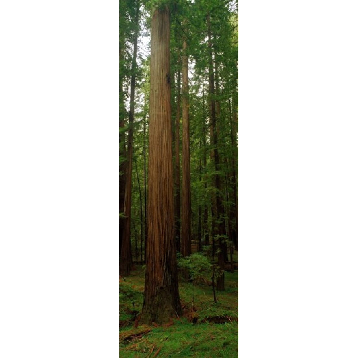 Giant Redwood Trees Ave of the Giants Redwood National Park Northern CA ...