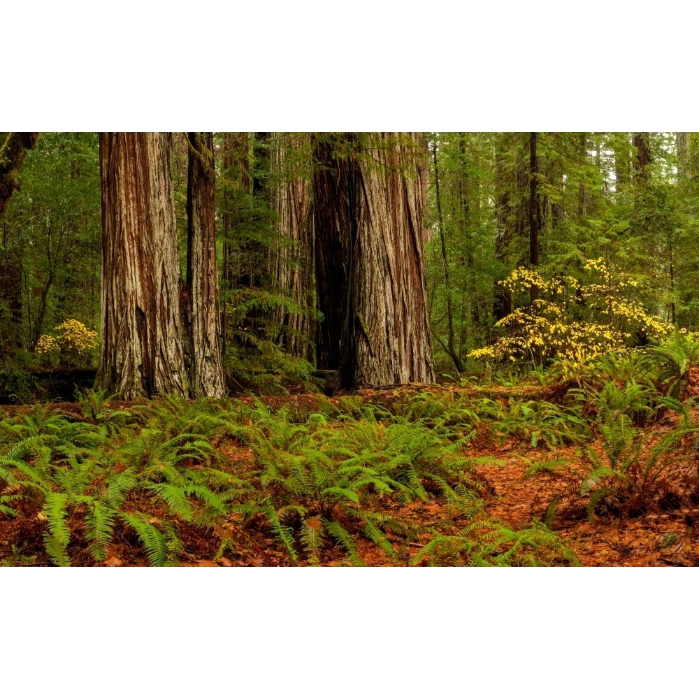 Giant Redwood trees and ferns leaves in a forest Humboldt Redwoods ...