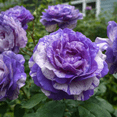 Giant Rose For Planting Ideal for Gardening Deer Resistant Variegated ...