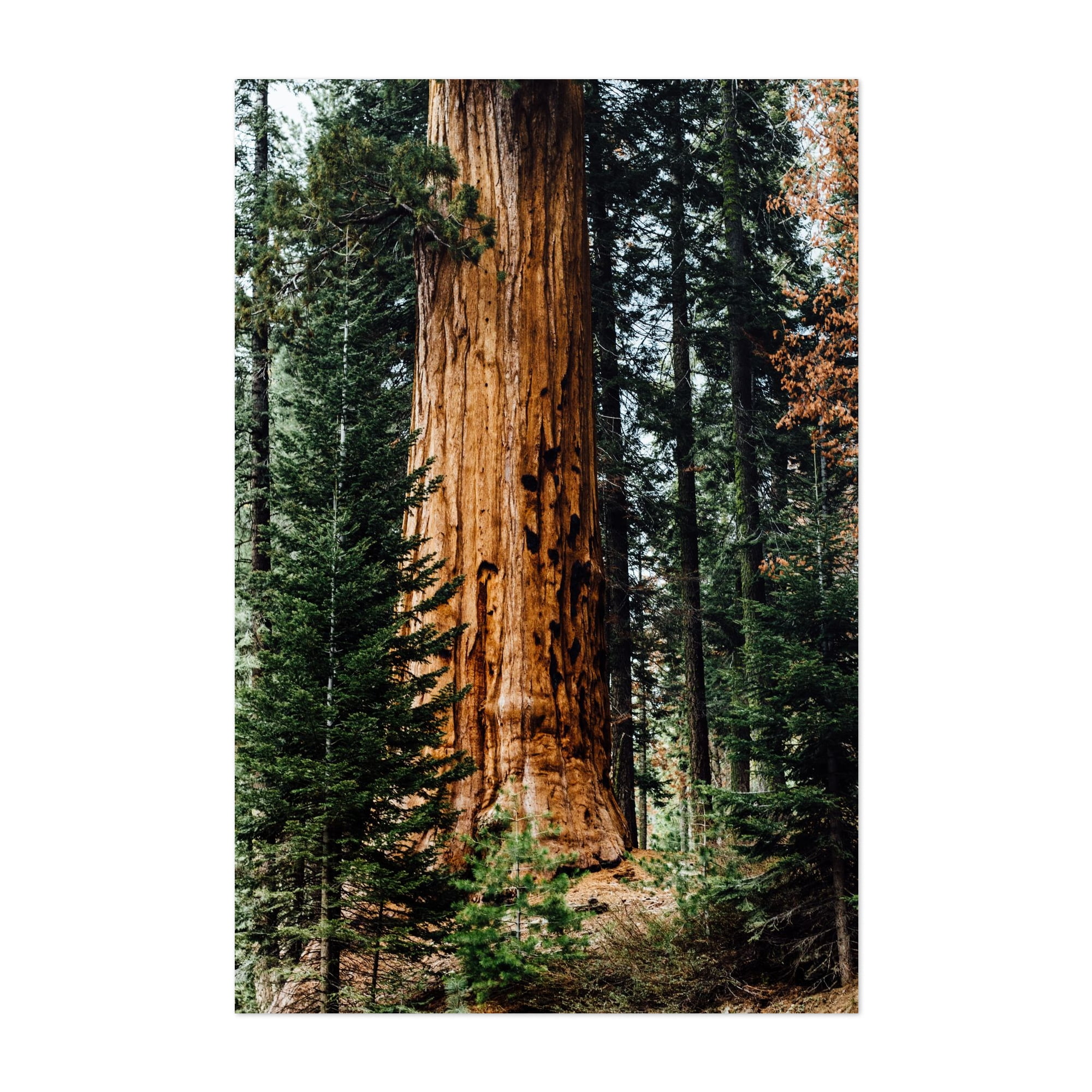 Giant Sequoia Redwood Tree - California Photography Forest Nature ...