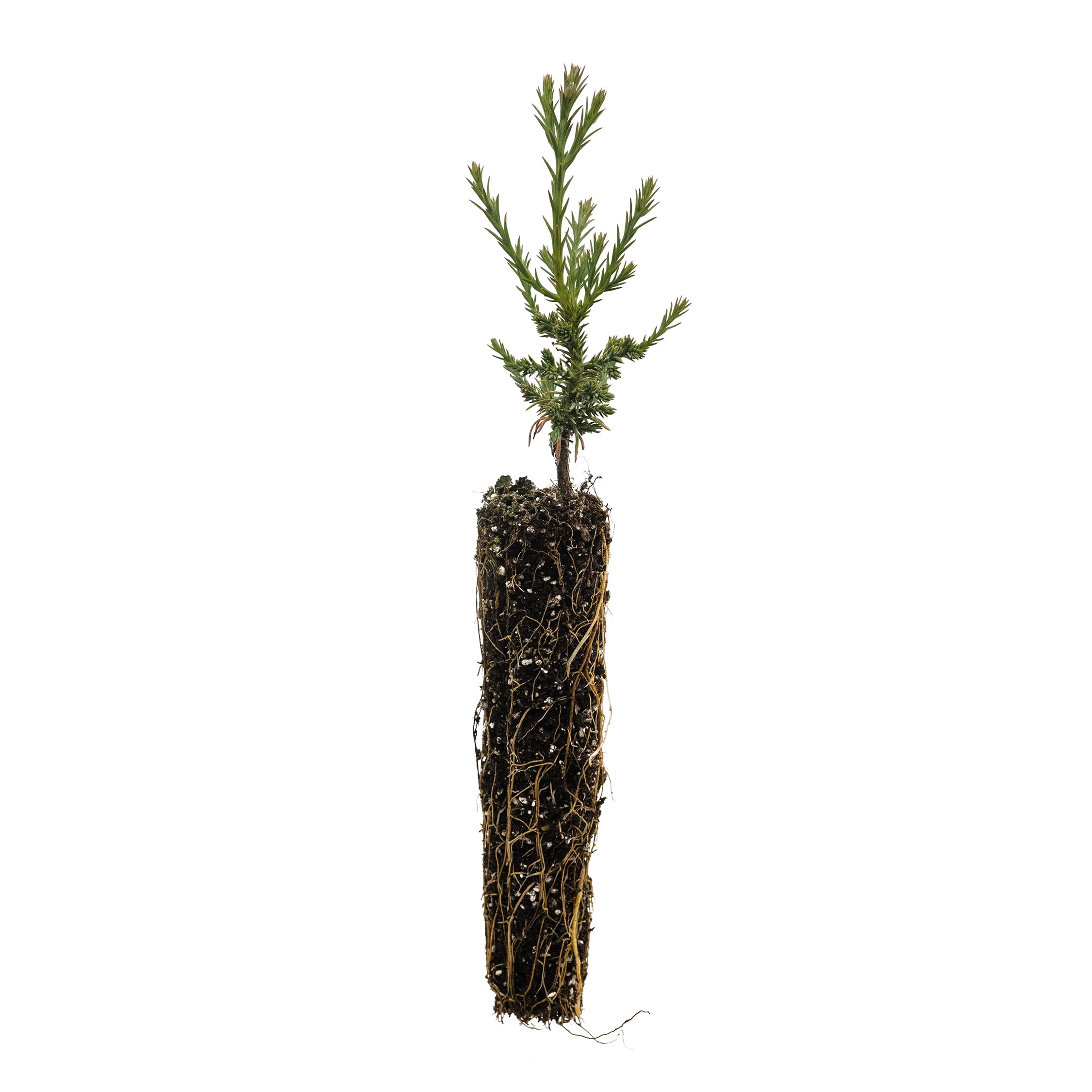 Jonsteen Outdoor Garden Giant Sequoia Small Potted Plant - Walmart.com