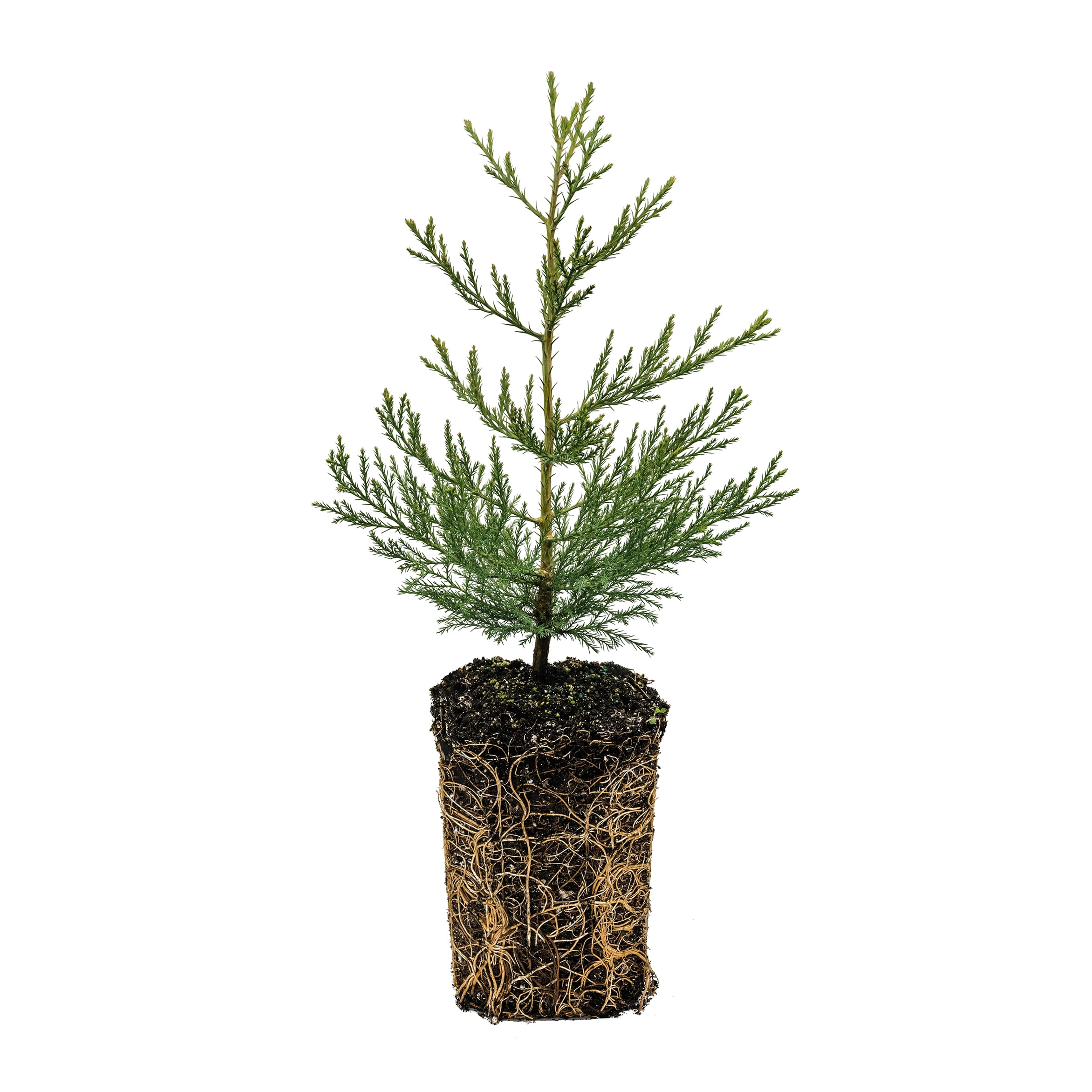 Jonsteen Company's Giant Sequoia XL Tree Seedling | Seed-Grown ...