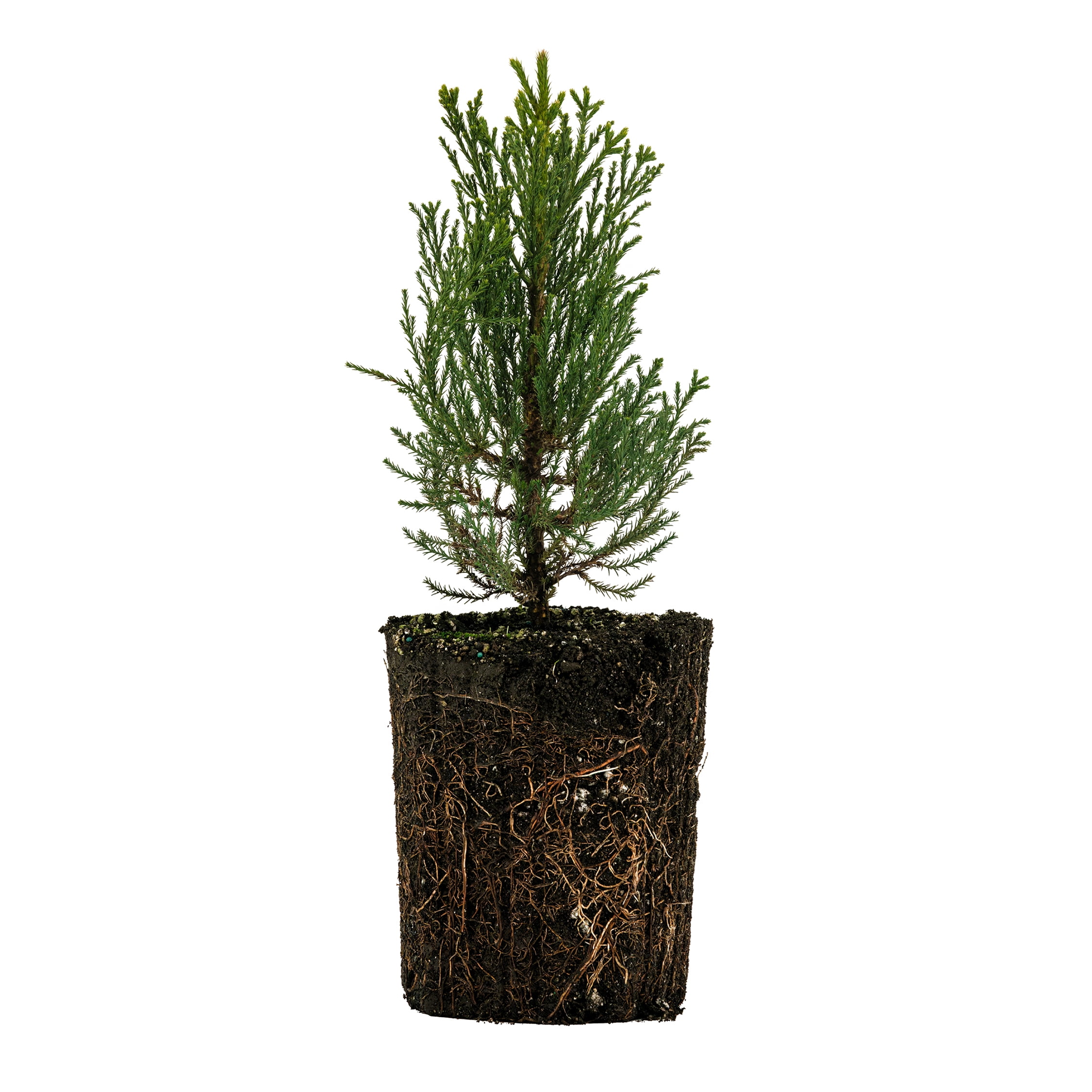 Jonsteen Company's Giant Sequoia XL Tree Seedling | Seed-Grown ...