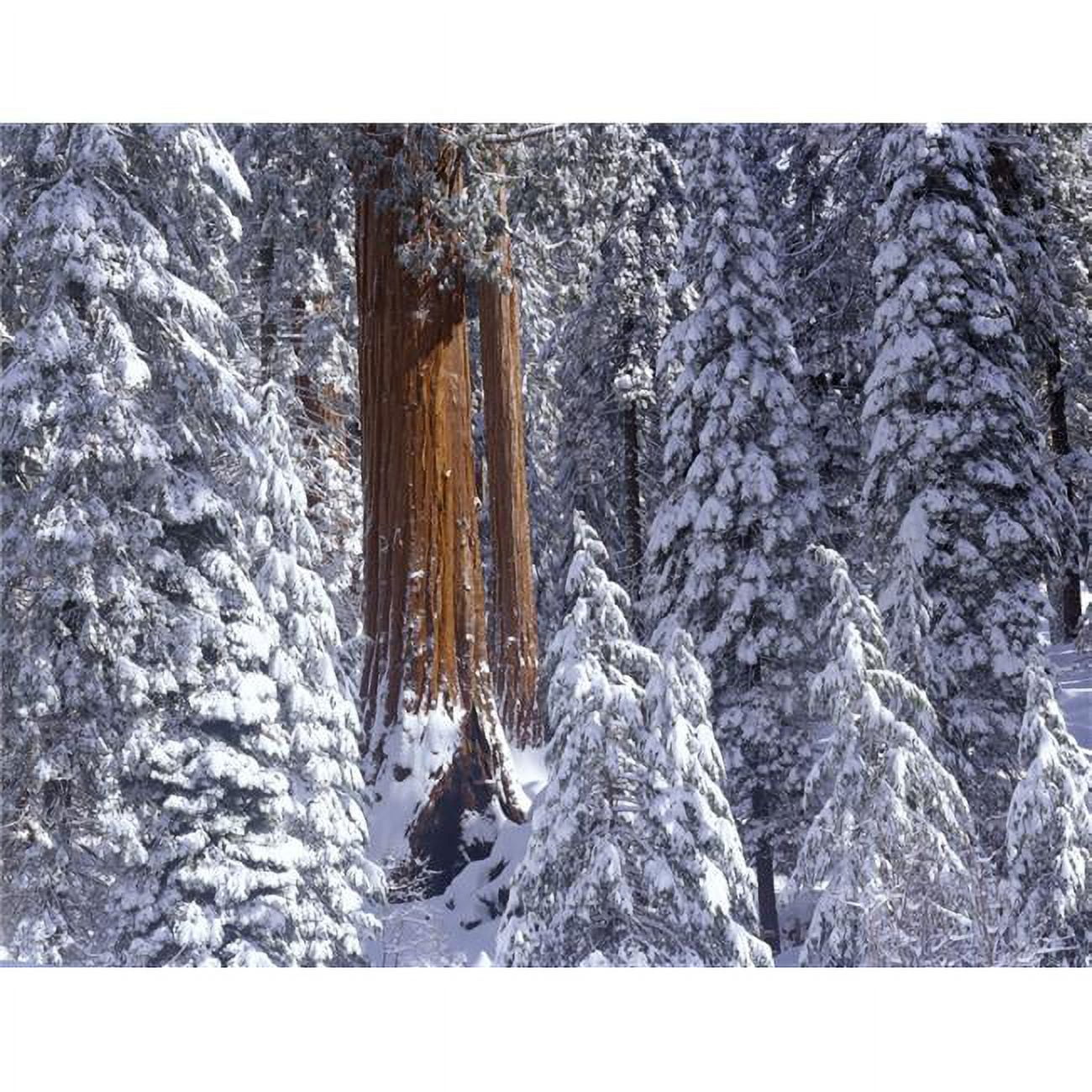 Giant Sequoia trees (Sequoiadendron giganteum) covered in snow in Grant ...